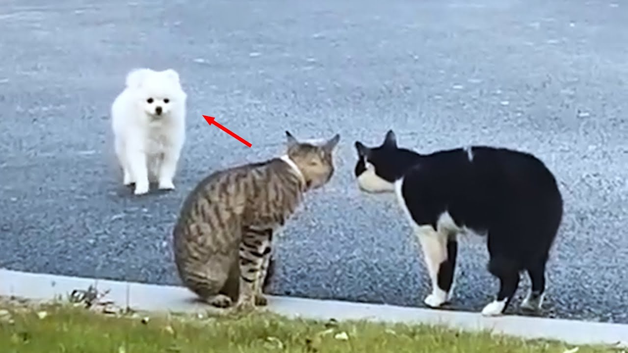 I Would Die Laughing For These Weird Actions Of Your Funny Pet - YouTube