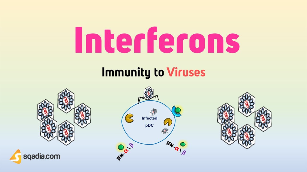 Immunity to Viruses - Interferons - YouTube