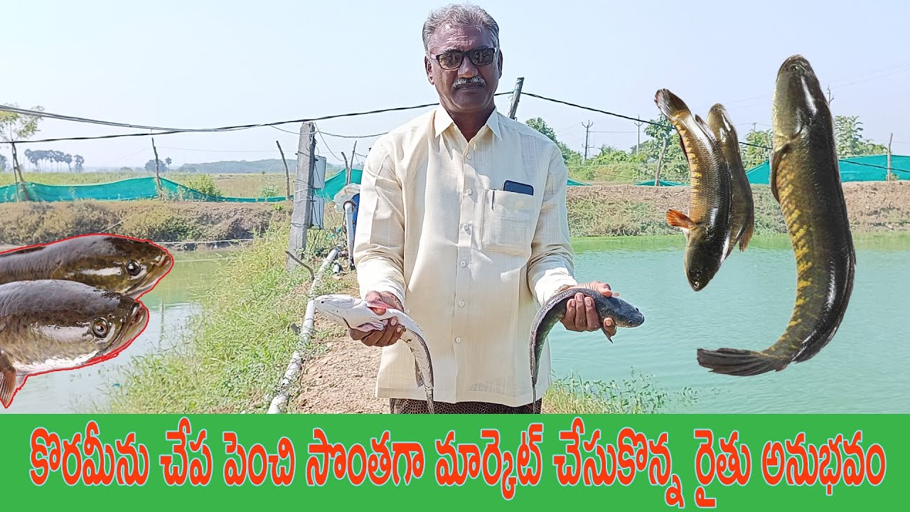 నాటు కోరమీను పెంచుతున్న రైతు | Murrel Fish Farming Practices | Natu ...