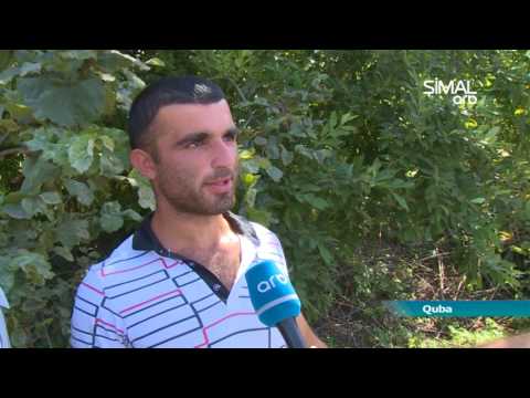 Şabranda at oğruları saxlanıldı   ARB Şimal