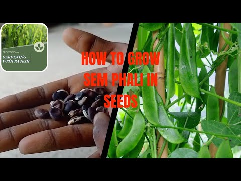 HOW TO GROW SEM PHALI IN SEEDS। SEM PHALI KA SEEDS KAISE GROW KARE। # ...