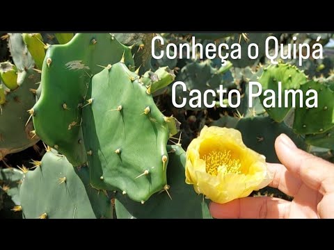 🌵CACTO PALMA OU QUIPÁ, FONTE DE VITAMINA C" NATIVA DA CATINGA DO SERTÃO ...