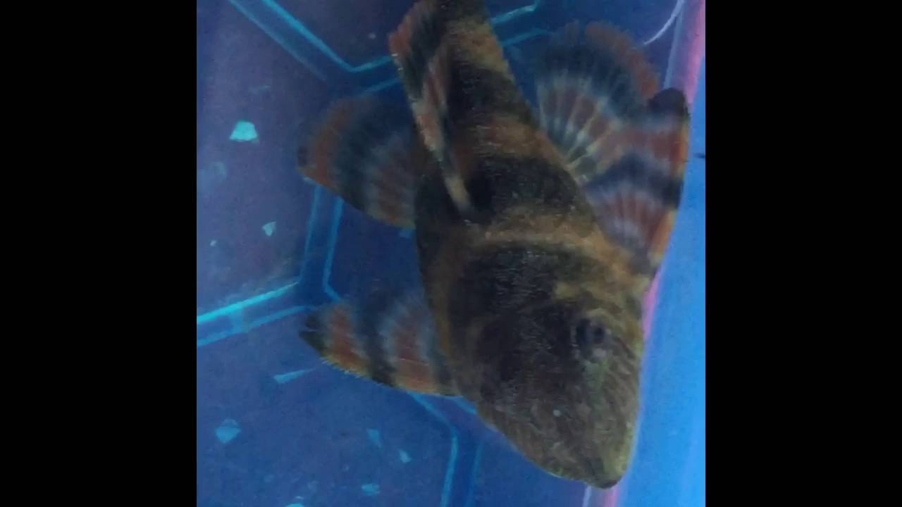 L397 PLECS - YouTube