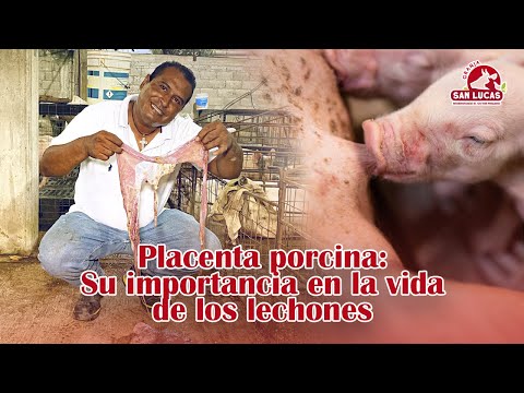 Importancia y función de la placenta | Granja San Lucas