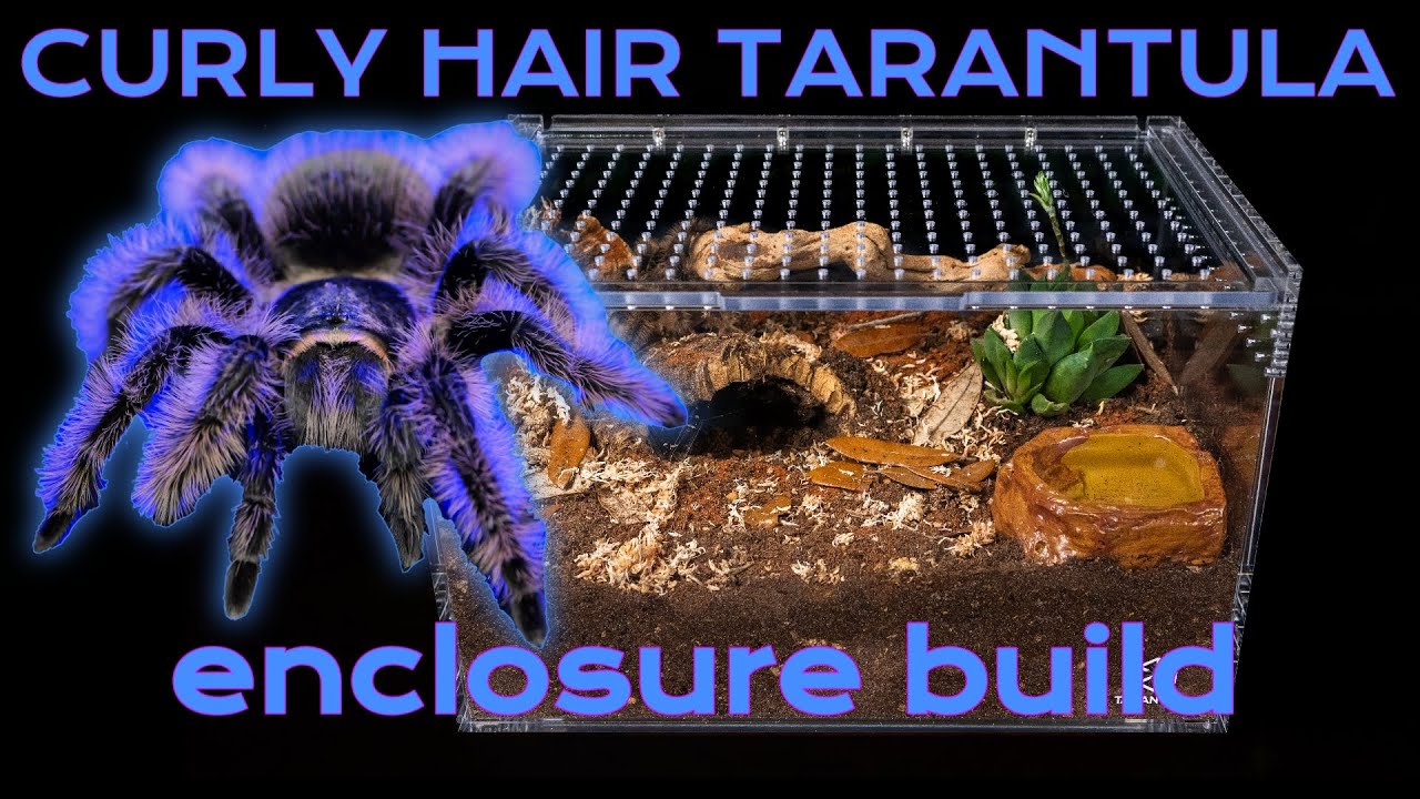 Curly Hair Tarantula Enclosure Set up and Rehouse into Large Slider ...