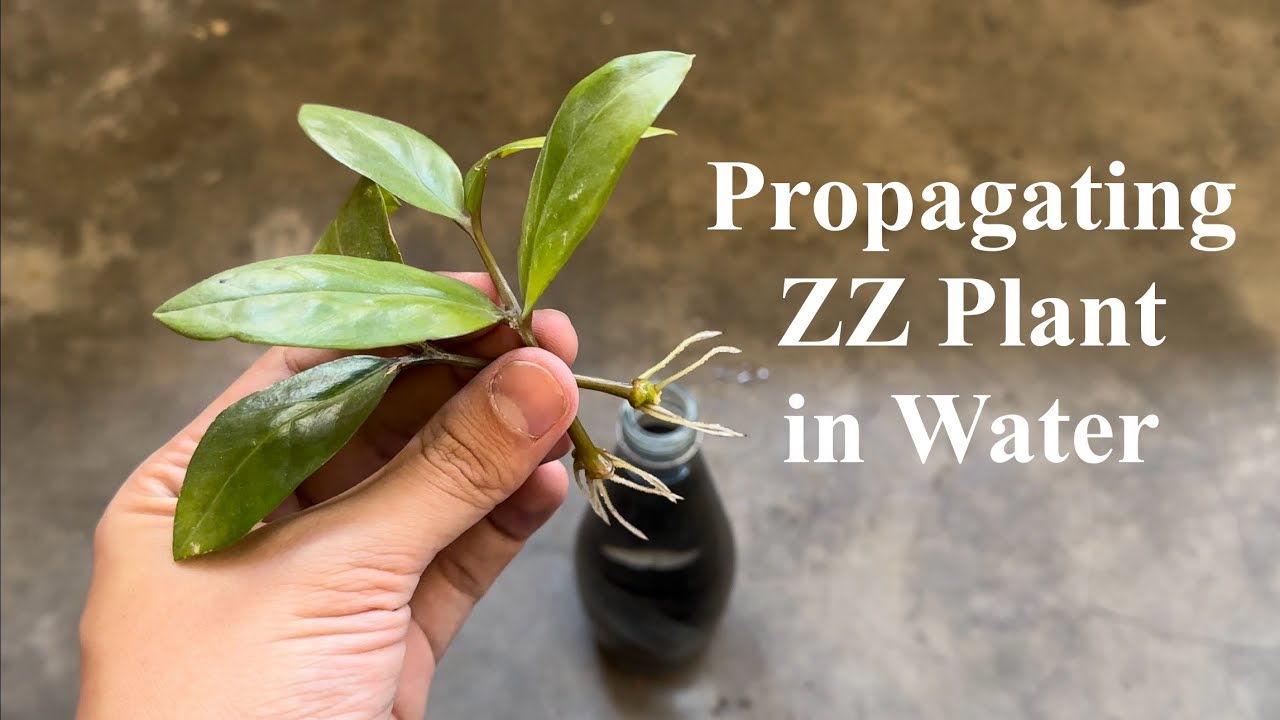 How to Propagate ZZ Plant in Water - YouTube