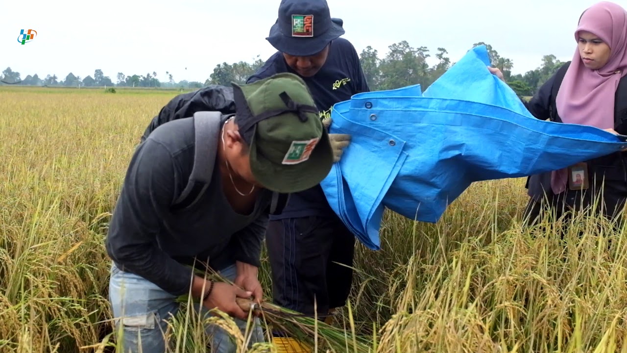 Survei Ubinan Tanaman Pangan Komoditas Padi - YouTube