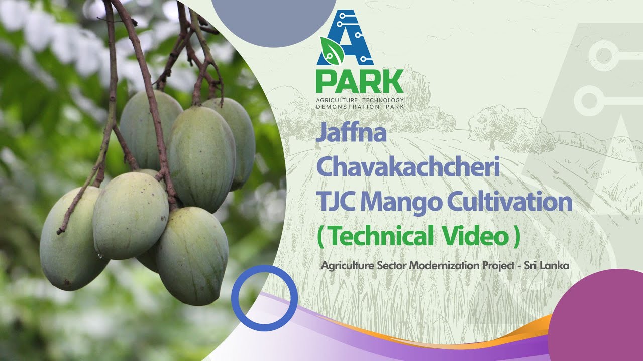 Jaffna Chawa k TJC Mango - YouTube