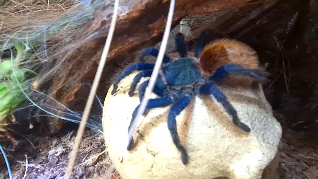Chromatopelma cyaneopubescens on the skull/Green bottle blue tarantula ...