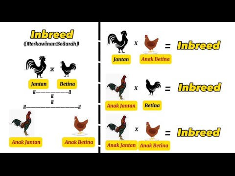 Perkawinan Inbreed (Perkawinan Sedarah) Pada Ayam || Cara Terbaik Mendapatkan Genetik Dominan💯💯