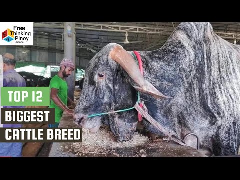 12 DAMBUHALANG TORO/BAKA NA NGAYON MO LANG MAPAPANUOD | Largest Cattle Breed in the World