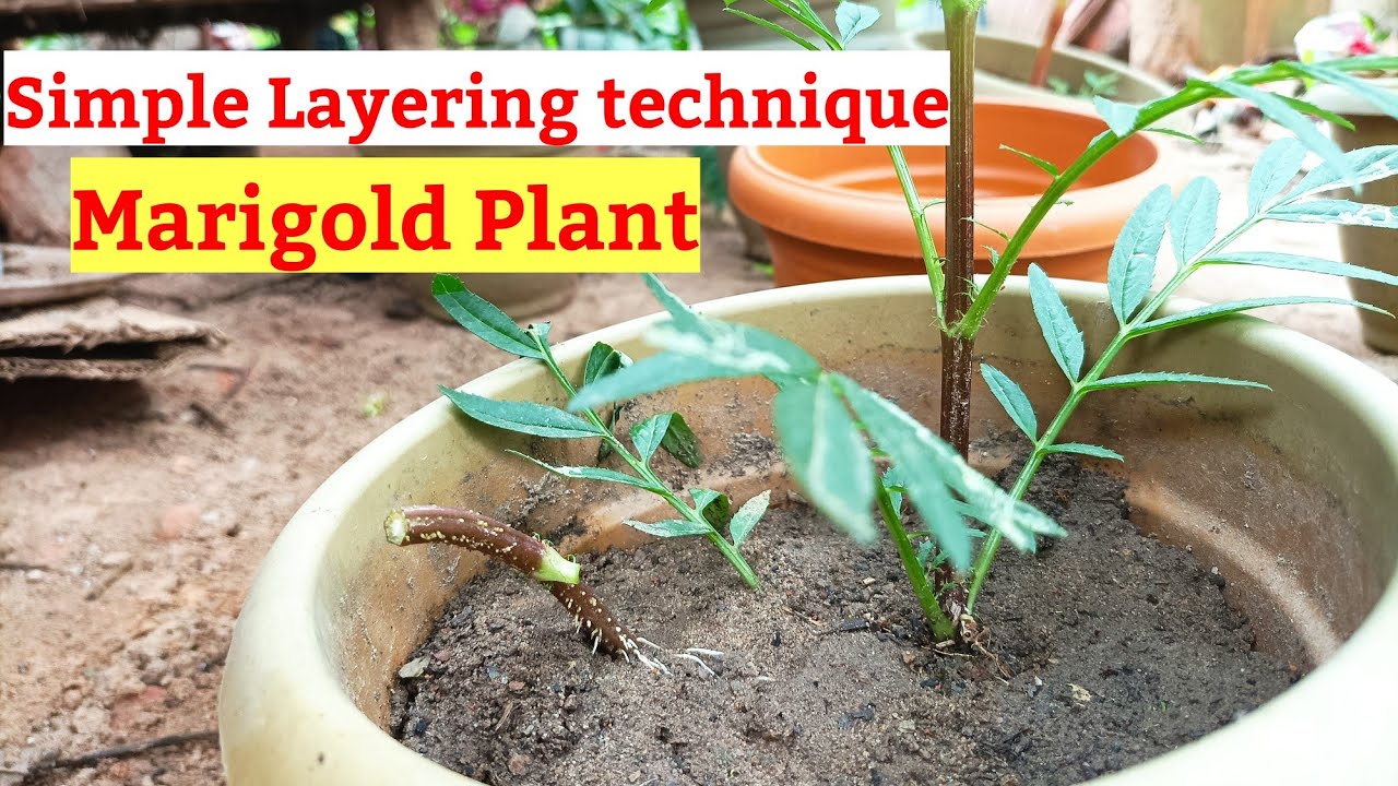 Propagation of marigold plant by Tip layering/ Simple layering - YouTube