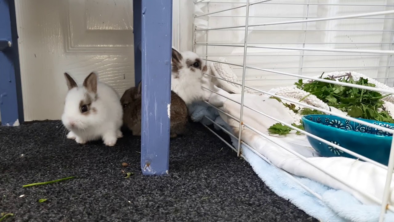 3 weeks old now rabbit kits half dwarf netherland - YouTube