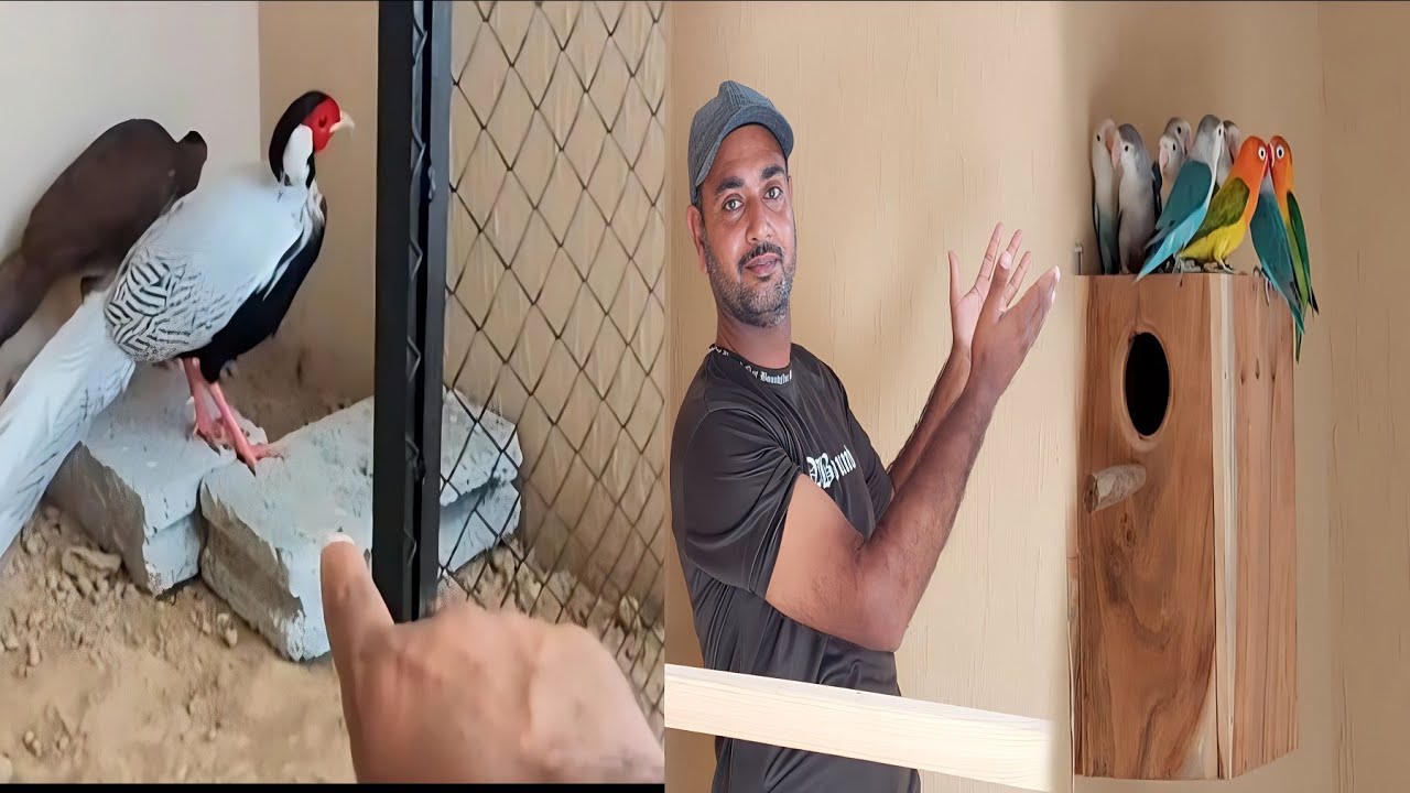 Lovebirds Parrots K Bare Mein Aziz Bhai Ko Btaya | Or Surkhab Ka gonsla ...