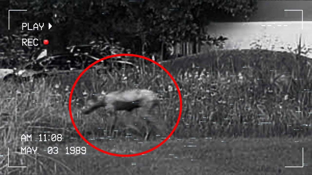Most Disturbing Trail Cam Footages No One Saw Coming - YouTube