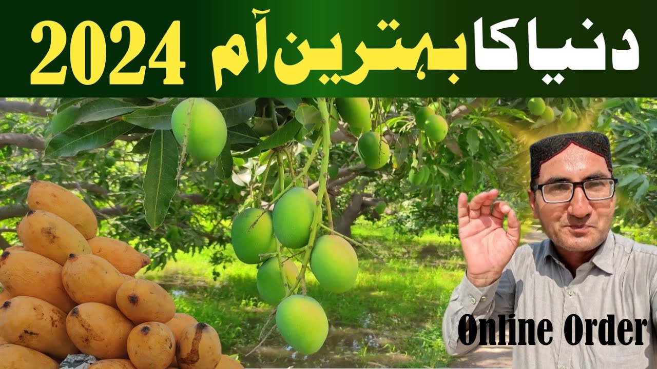 World famous Pakistani Mangoes | mango online order| mango season 2024 ...