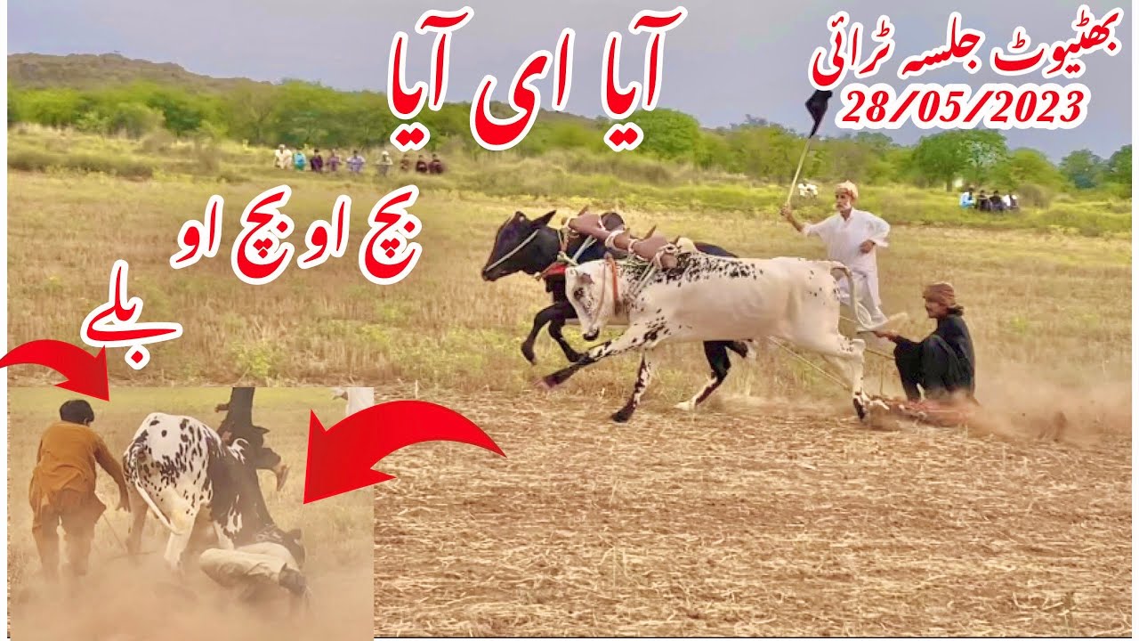 Aya Bach O Bach Jalsa Bhatiot Trai 28/05/2023 Bull Race Fatah jangi ...