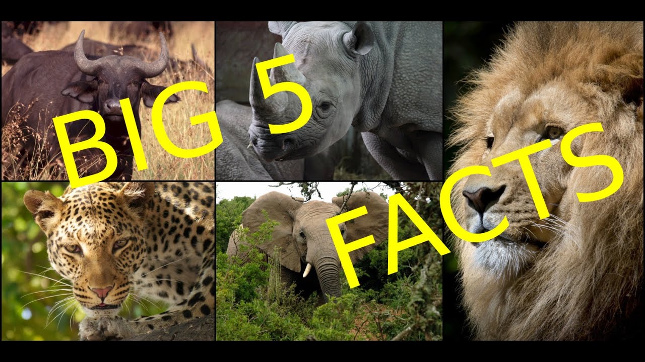 Top Big 5 Facts - YouTube