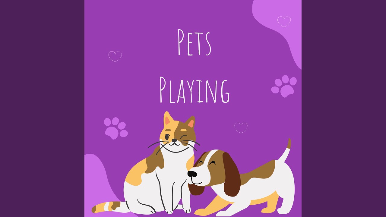Pets Playing - YouTube