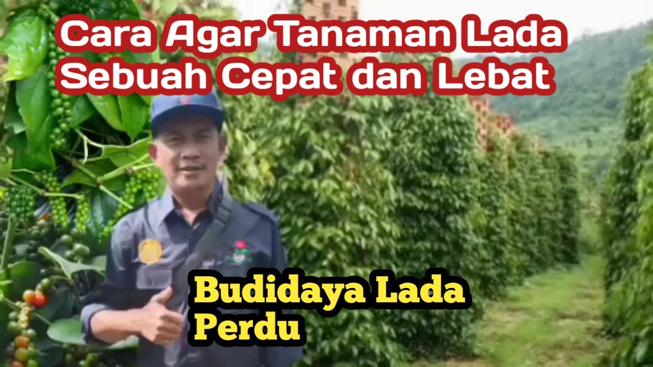 *Cara budidaya tanaman lada !! menanam lada agar berbuah lebat sistem ...