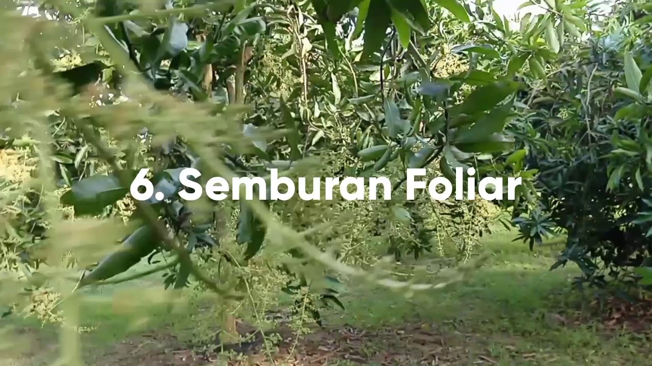 Penjagaan bunga mangga harumanis - YouTube