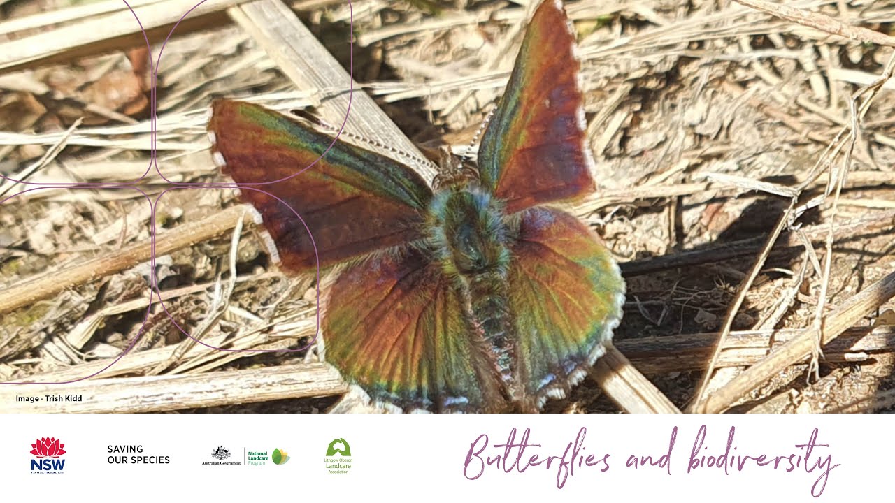 Butterflies and Biodiversity - facilitating the recovery of threatened ...