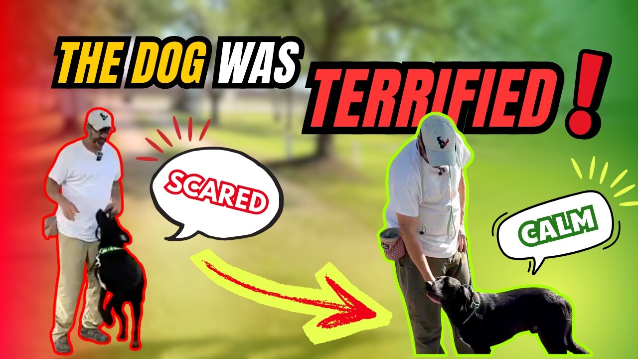 Fearful Dog Transformation - Rescue Dog Training & Trust-Building - YouTube