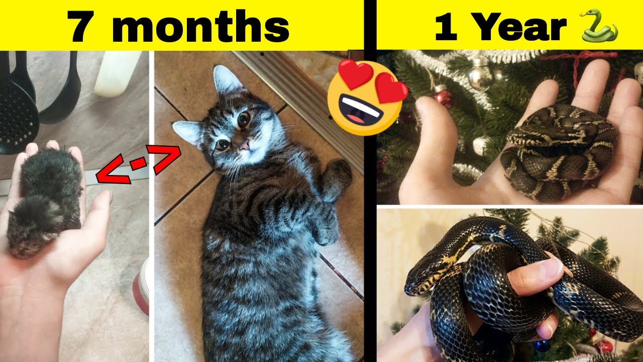 Adorable Photos Proving That Our Pets Grow Up Way Too Fast - YouTube
