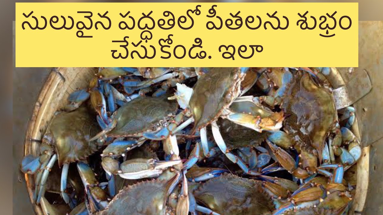 How to clean crabs Peethalu Cleaning | పీతలని ఈ విధంగా క్లీన్ చేయండి ...