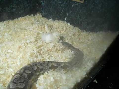 Shlong, Dumeril's boa eating a Lil Chick.. 5 1/2 feet - YouTube