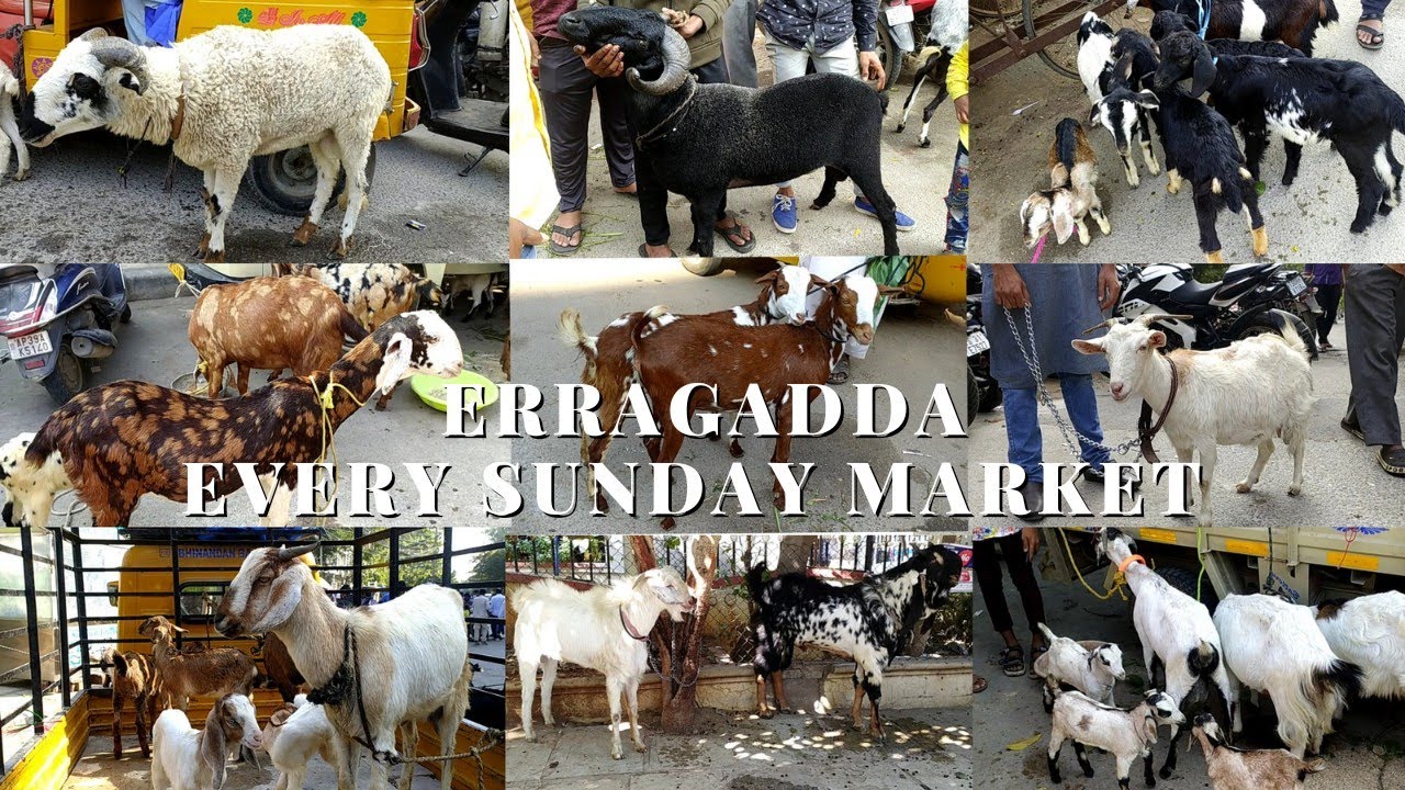 Every Sunday Erragadda Market Update - YouTube