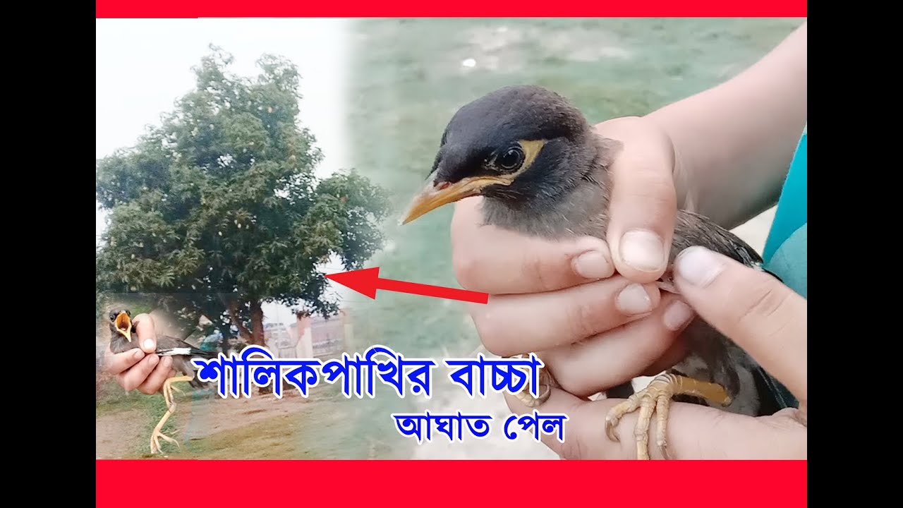 Shalik Pakhi | শালিক পাখির বাচ্চা আঘাত পেল | Common Moyna Bird | # ...