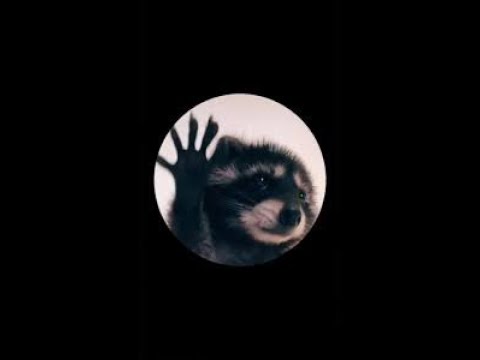 RACOON PEDRO [ FULL VERSION ] - YouTube