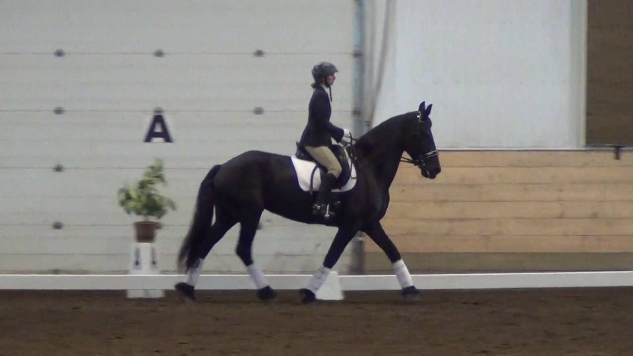 Dressage First-Level-Test-3 first time - YouTube