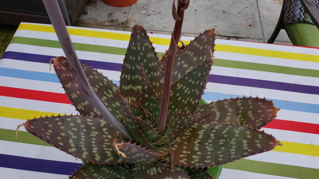 Aloe Seed Pods Part 2 - YouTube