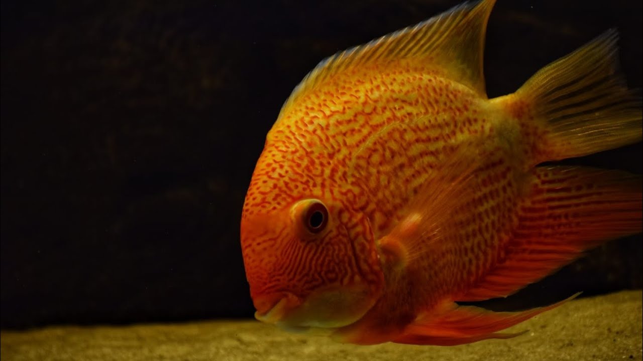 Red Spotted Severum | South American Cichlid | Fishroom Update | - YouTube