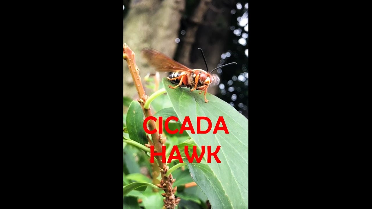 THE CICADA HAWK AKA The Cicada Killer Wasp...#Shorts - YouTube