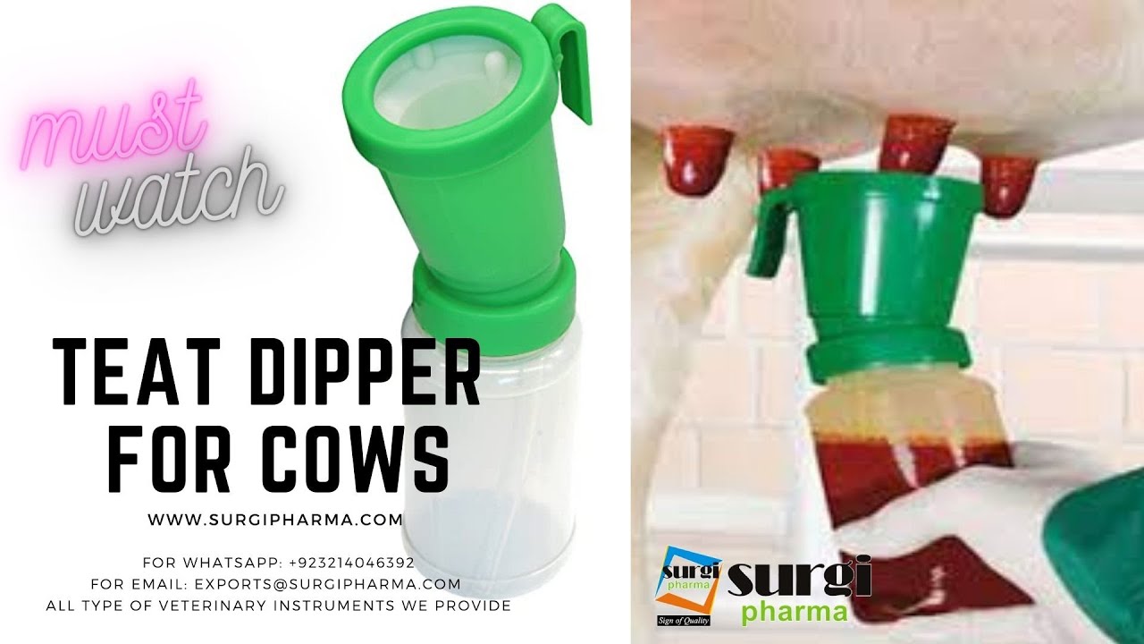 Best teat dip for dairy cows || How to use a teat Dipper for clean ...