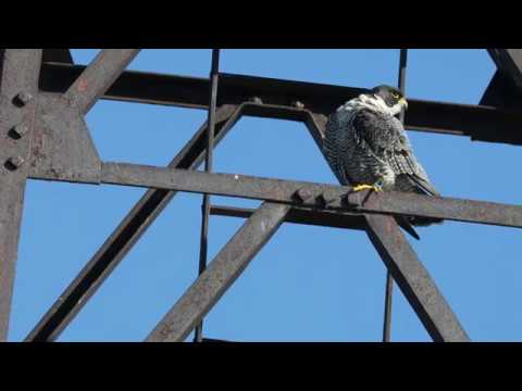 Peregrine falcon preening - YouTube