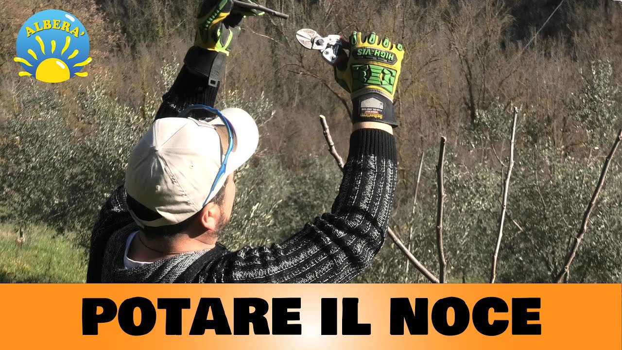 COME POTARE IL NOCE... PROVA PRATICA E CONSIGLI UTILI ( FRUTTA SECCA ) - YouTube