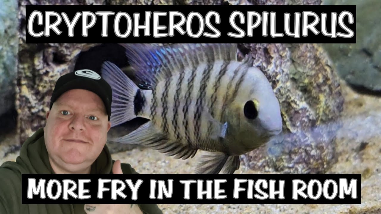 FIRST SPAWN | Cryptoheros Spilurus - YouTube