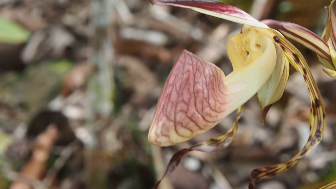 Mass blooming of Paphiopedilum stonei (video 4) - YouTube