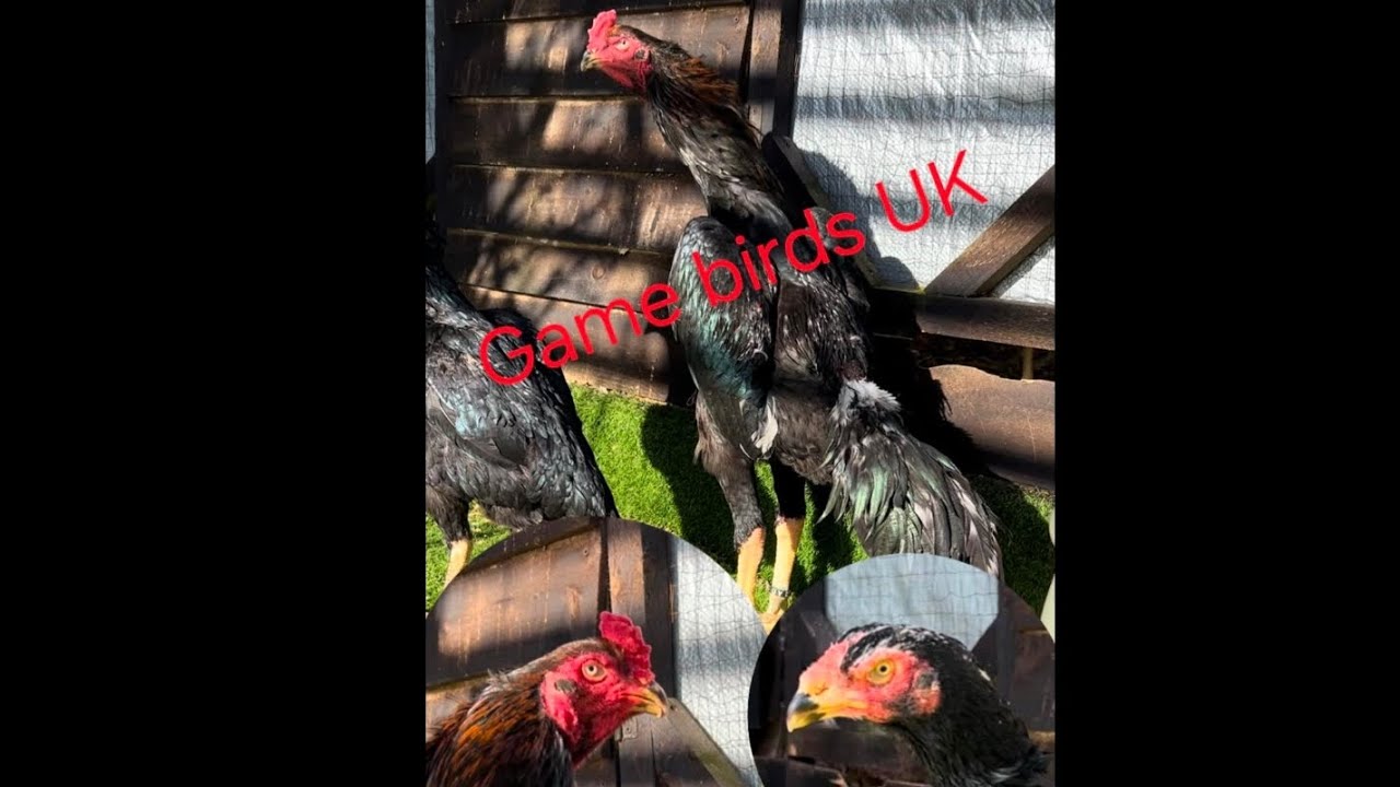 one of my breeding pairs this year o shamo ‎@gamebirdsuk571 #chicken # ...