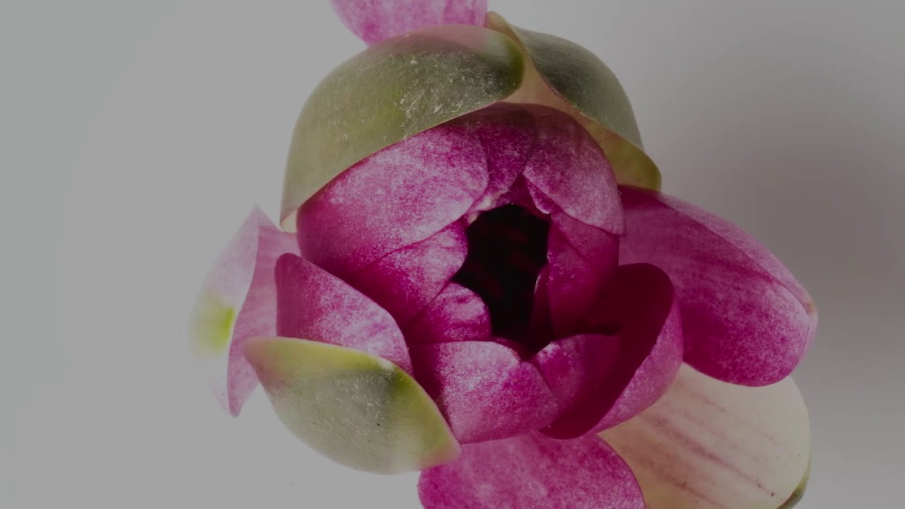 Bionic Flower – Was können wir von Pflanzen lernen? - YouTube