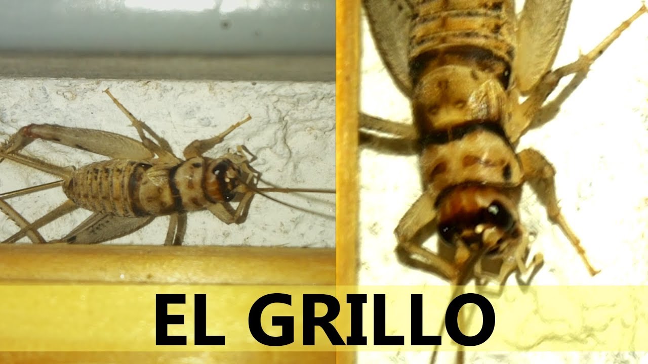 El grillo o Gryllidae, insecto de la noche - YouTube