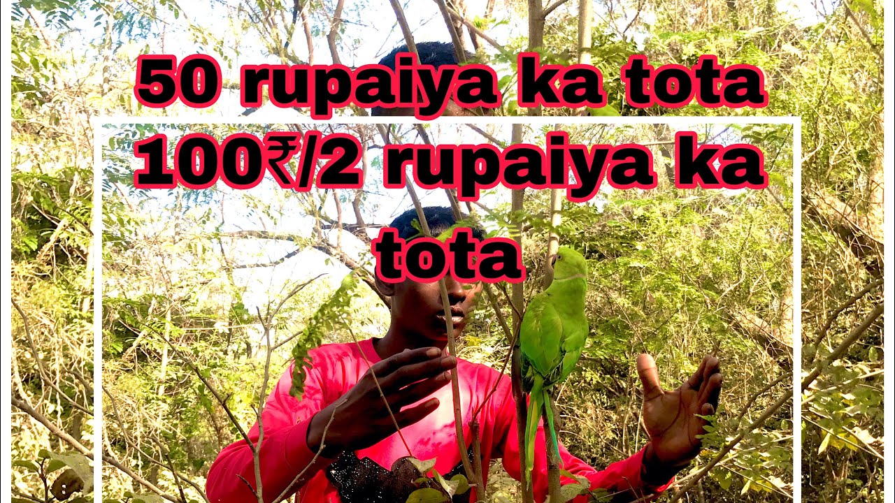 50 rupiya #me ak tota 100 #rupiya 2 tota @Ringnek tota ka #bachcha ...