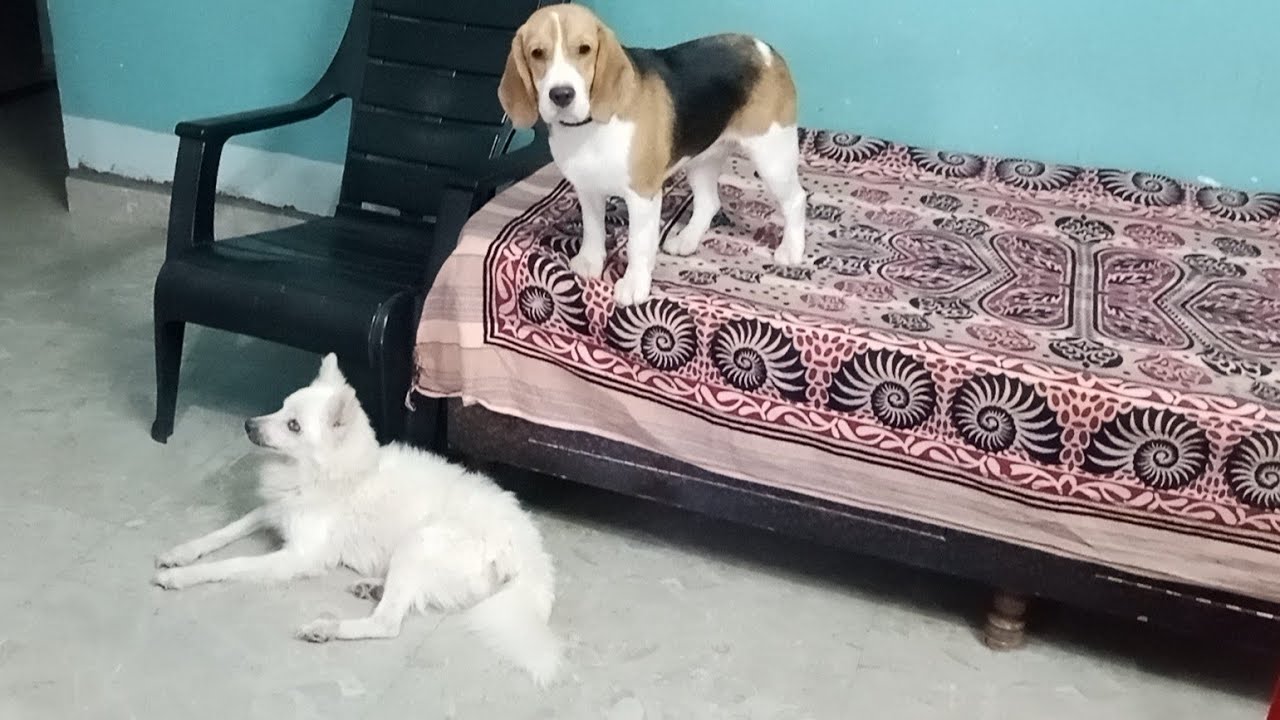cute Beagle Manju Rocks - YouTube