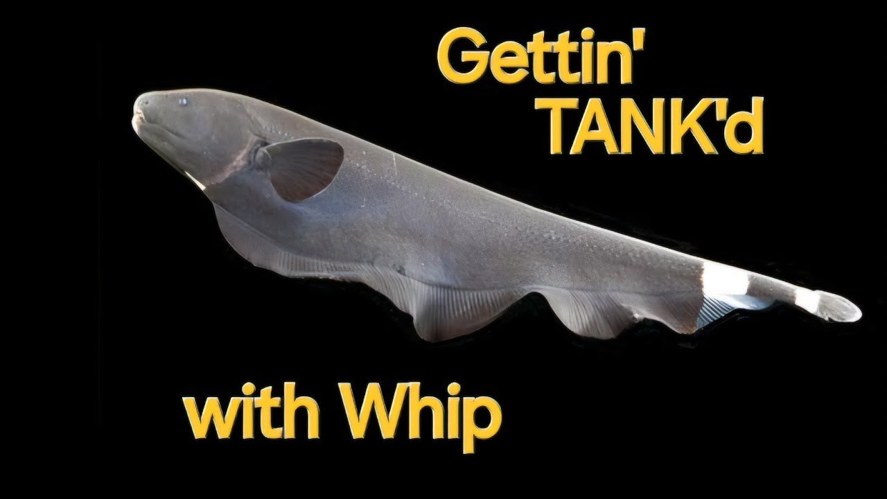Gettin' TANK'd with Whip Episode 19 / Season 1 - YouTube