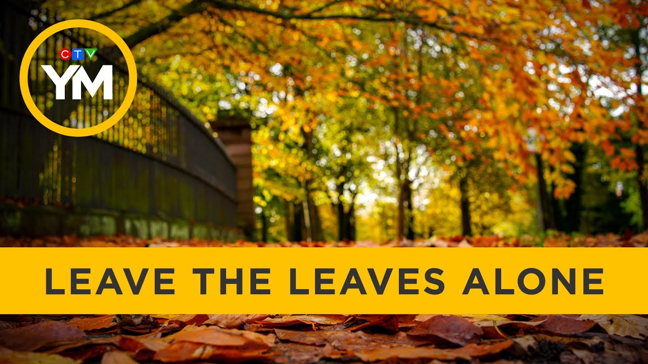 Leave the leaves alone | Your Morning - YouTube
