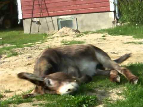 Best donkey roll ever - YouTube